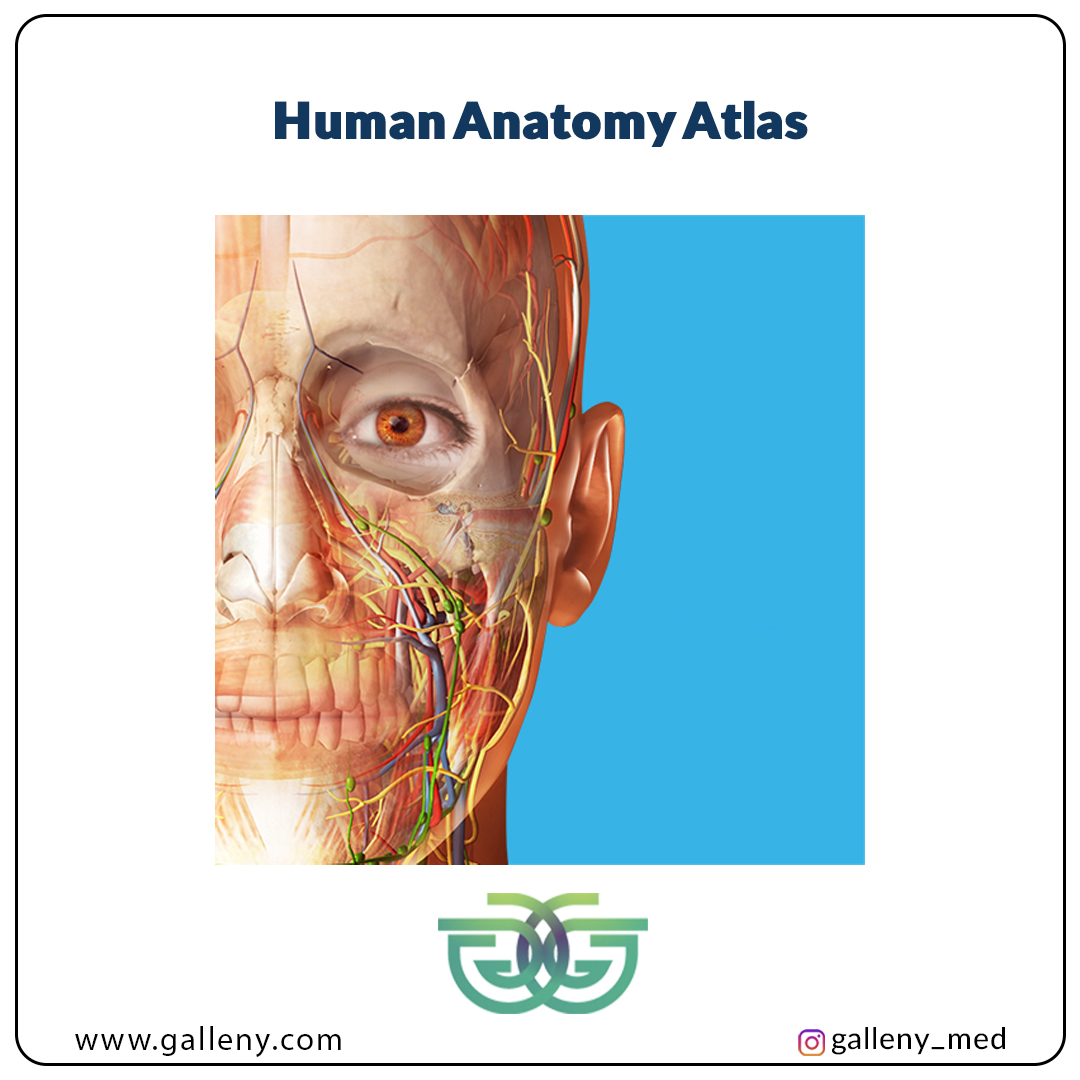 Human Anatomy Atlas - گالنی